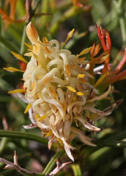 South Australian Plants - Proteaceae